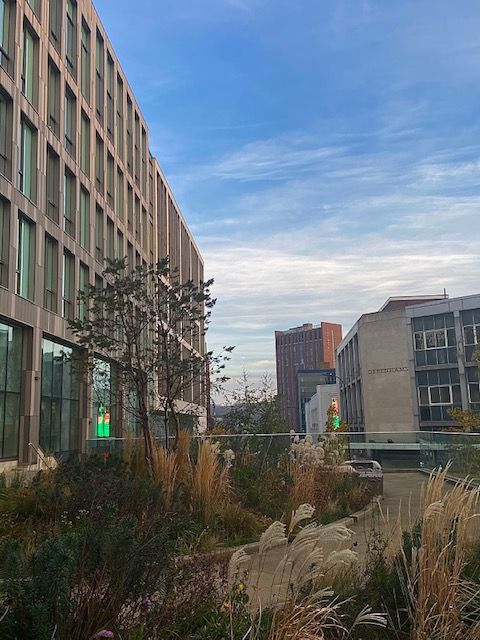 Rewilding our urban space has never been so important